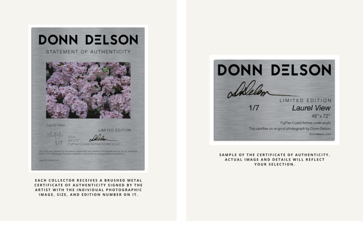 Tree of Life – Donn Delson - Fine Art Photography